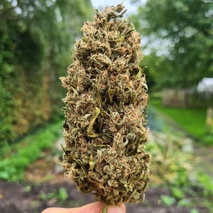 Compra llavors Shining Silver Haze Regular - Royal Queen Seeds