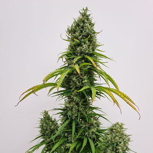 Compra llavors Shining Silver Haze Regular - Royal Queen Seeds