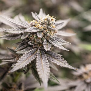 Compra llavors feminitzades de Dynamite Diesel - Royal Queen Seeds