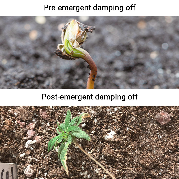 How to Prevent Damping Off When Growing Weed - RQS Blog