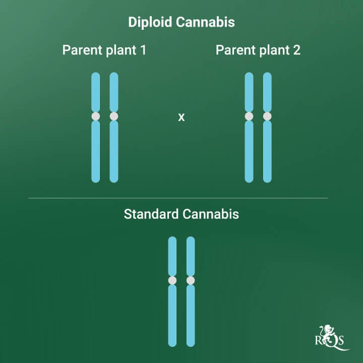 Understanding Triploid and Tetraploid Cannabis Plants - RQS Blog