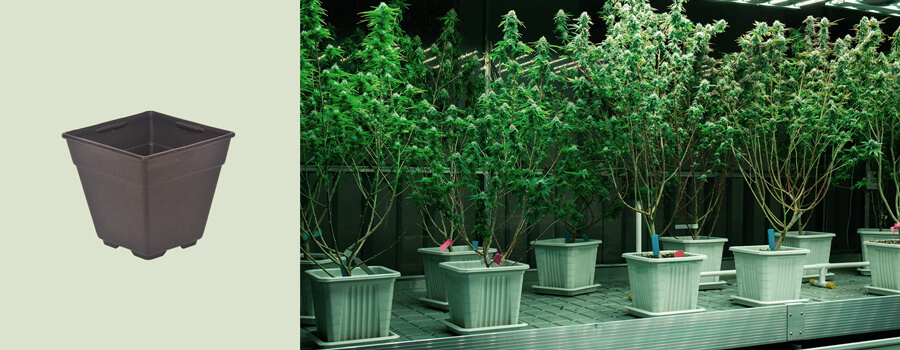 Types Of Containers For Growing Weed - RQS Blog