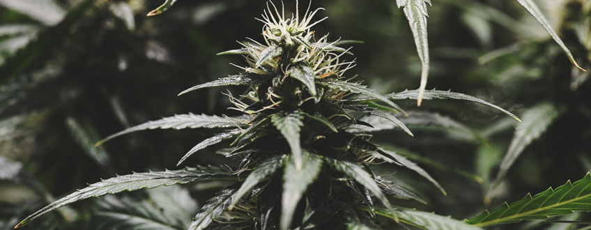 5 ceps de cànnabis per a fumadors i conreadors novençans (2024) - RQS Blog